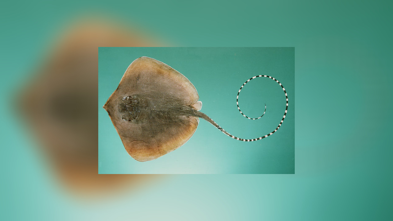 Himantura gerrardi Sharpnose stingray