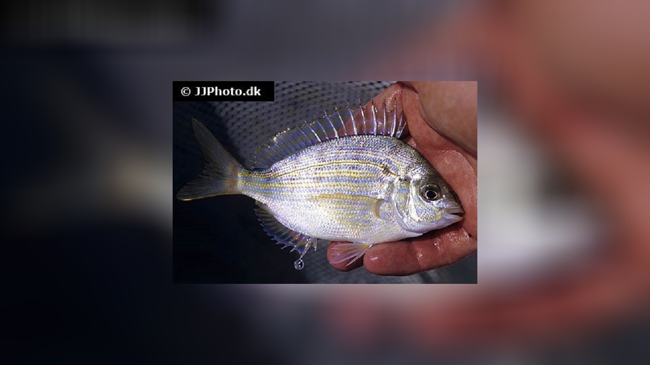 Lagodon rhomboides Meerbrasse