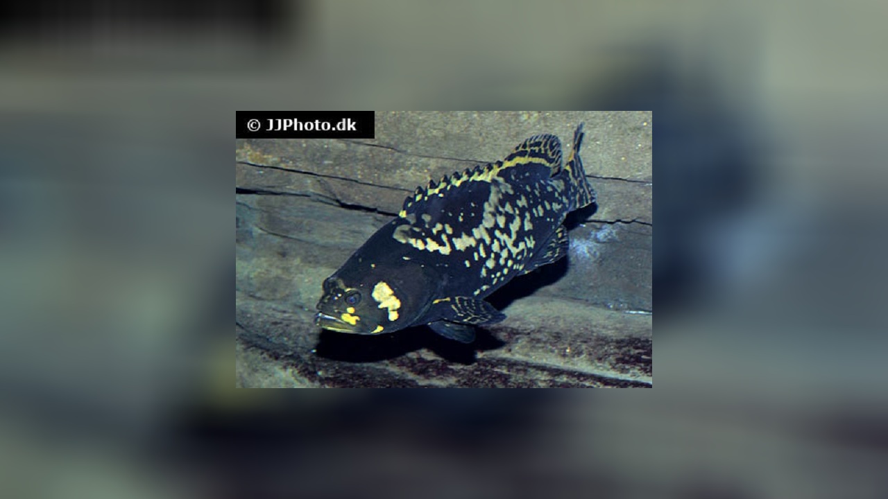 Plectropomus maculatus Spotted coralgrouper