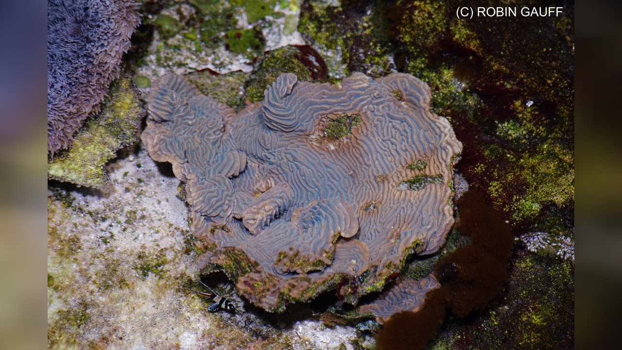 Pachyseris speciosa Hard coral