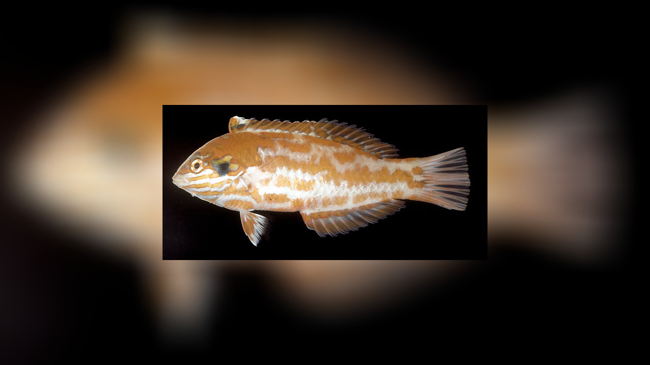 Macropharyngodon choati Choatis Lippfisch