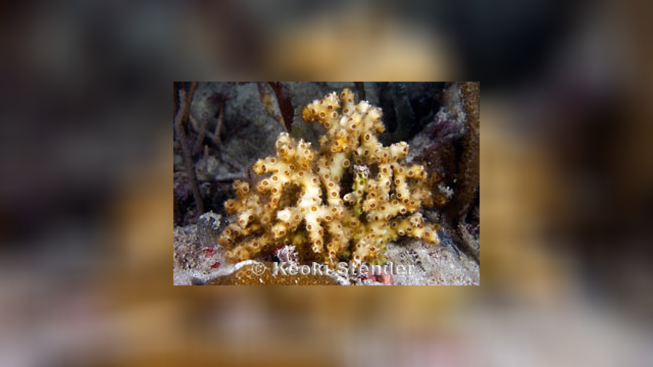 Oculina diffusa Diffuse ivory bush coral