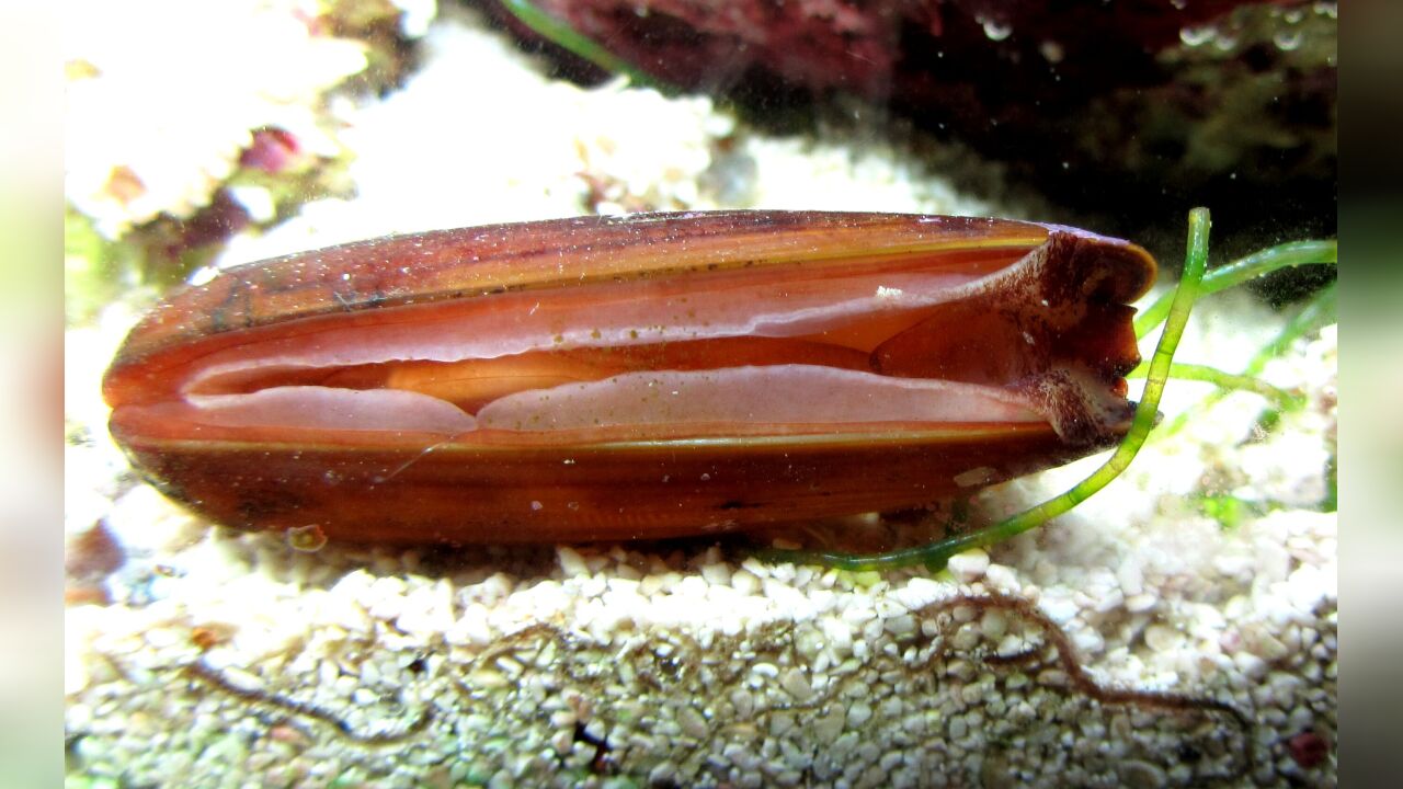 Lithophaga lithophaga date mussel,date shell