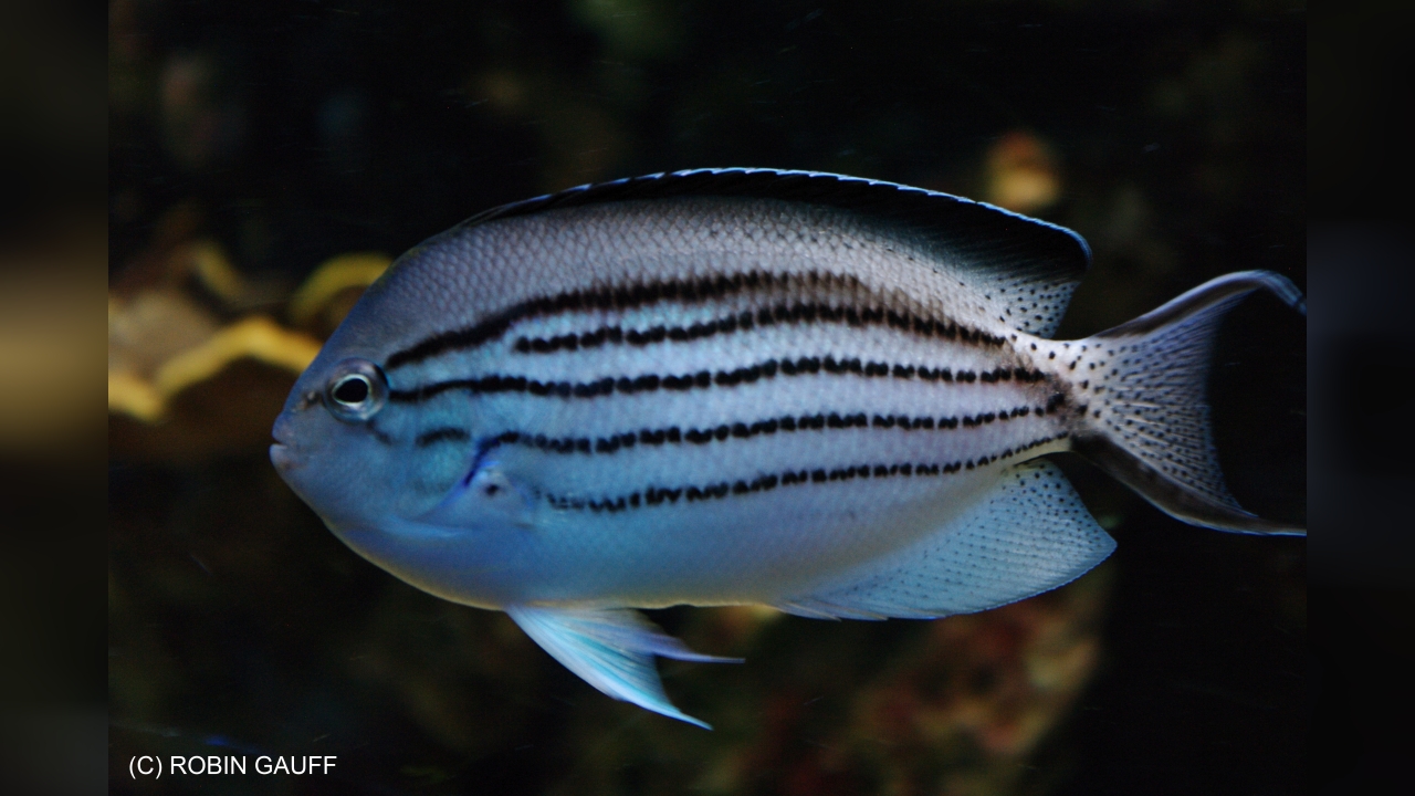 Genicanthus lamarck Blackstriped Angelfish, Freckletail Lyretail ...
