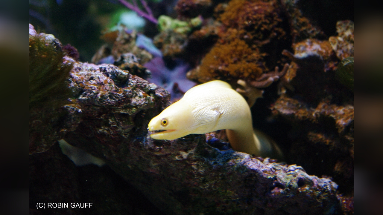 Gymnothorax melatremus Dwarf moray