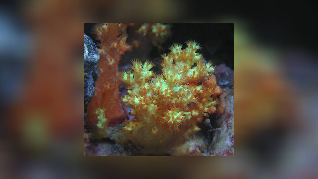 Scleronephthya sp. 01