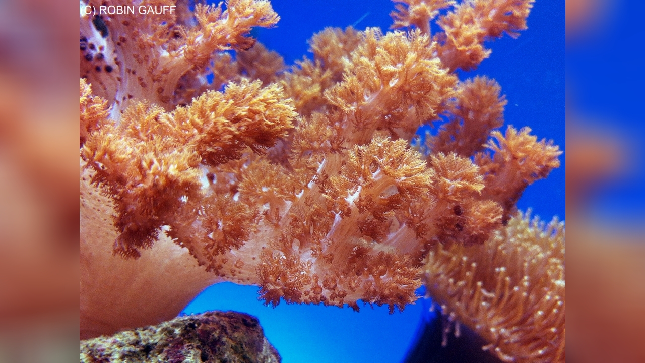 Klyxum simplex Soft coral
