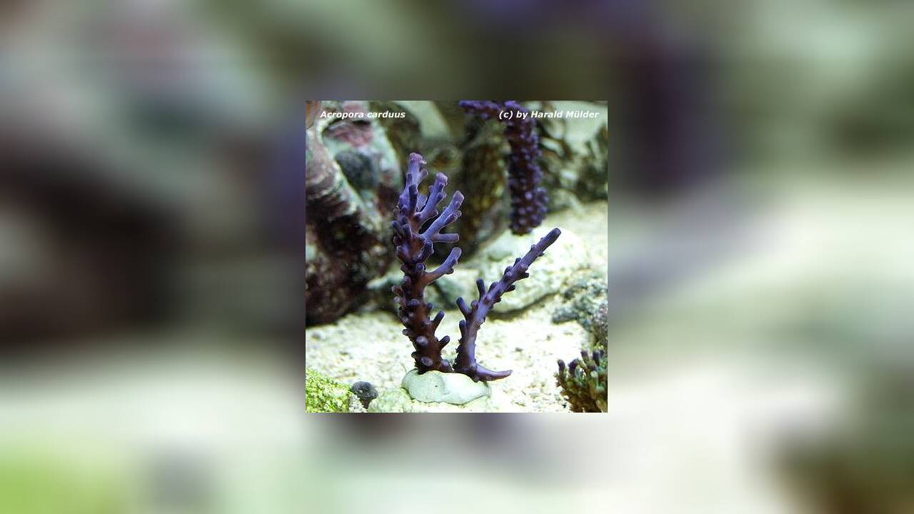 Acropora carduus Acropora carduus