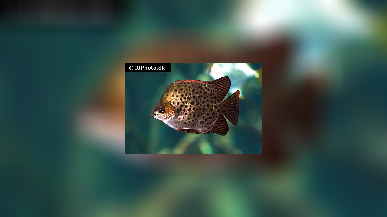 Scatophagus argus Grüner Argusfisch, Roter Argusfisch