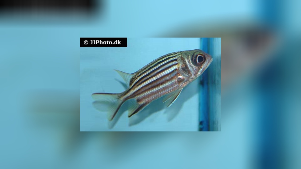 Sargocentron vexillarium Dunkler Husar