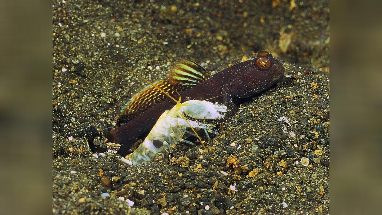 Cryptocentrus fasciatus Blaupunkt-Wächtergrundel