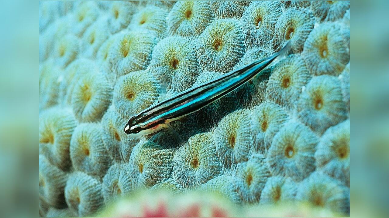 Elacatinus oceanops Putzergrundel, Neongrundel