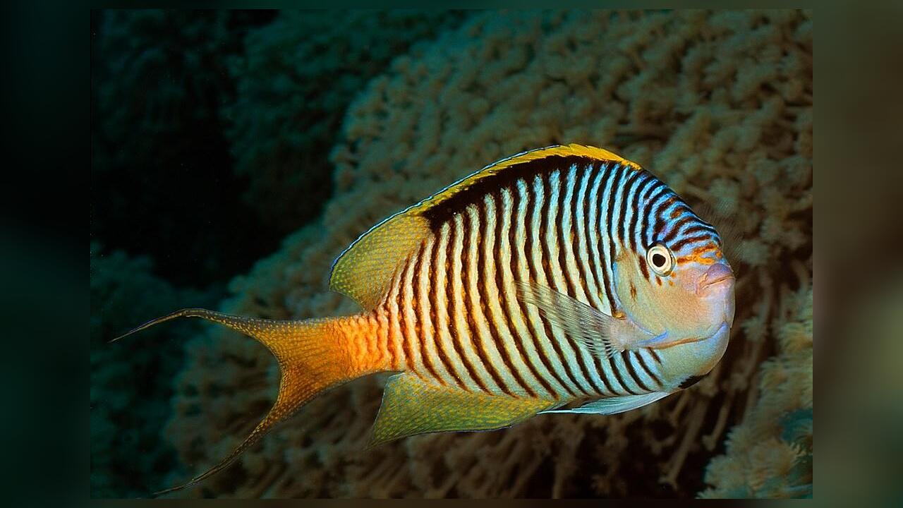 Genicanthus caudovittatus Lyretail Angelfish, Swallowtail Angelfish ...
