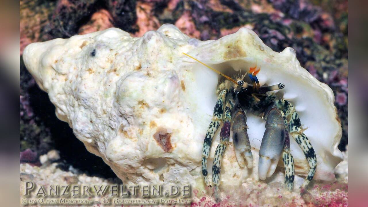 Calcinus pulcher Schöner Einsiedlerkrebs