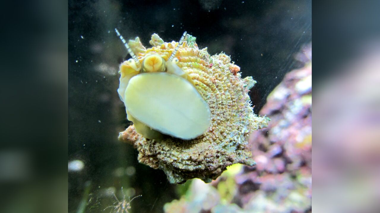 Astralium calcar Sternschnecke