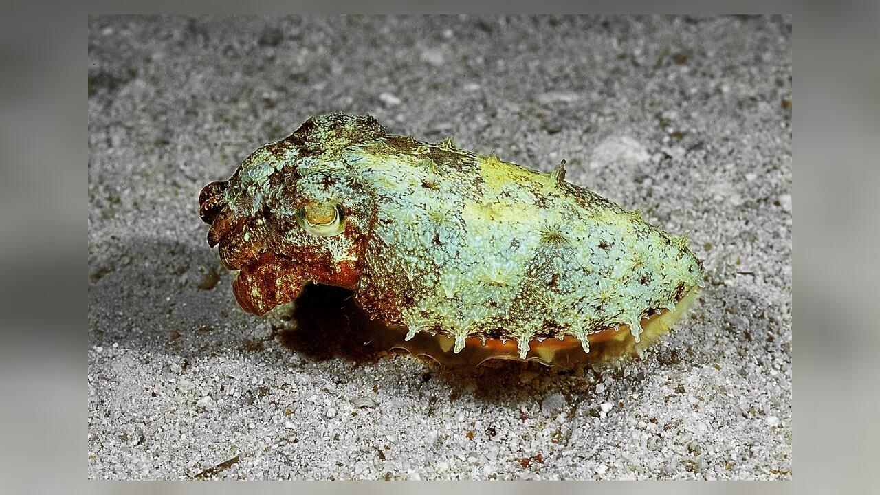 Sepia prashadi Hooded cuttlefish