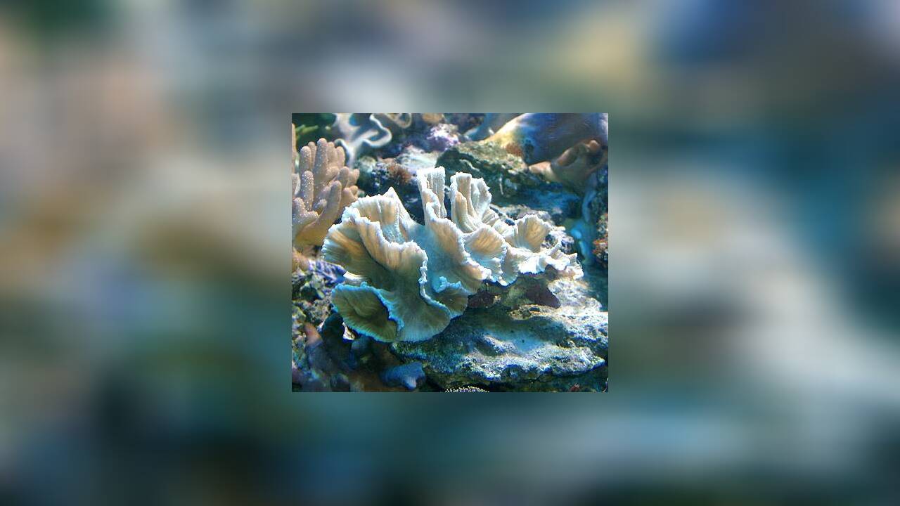 Pectinia lactuca common lettuce coral