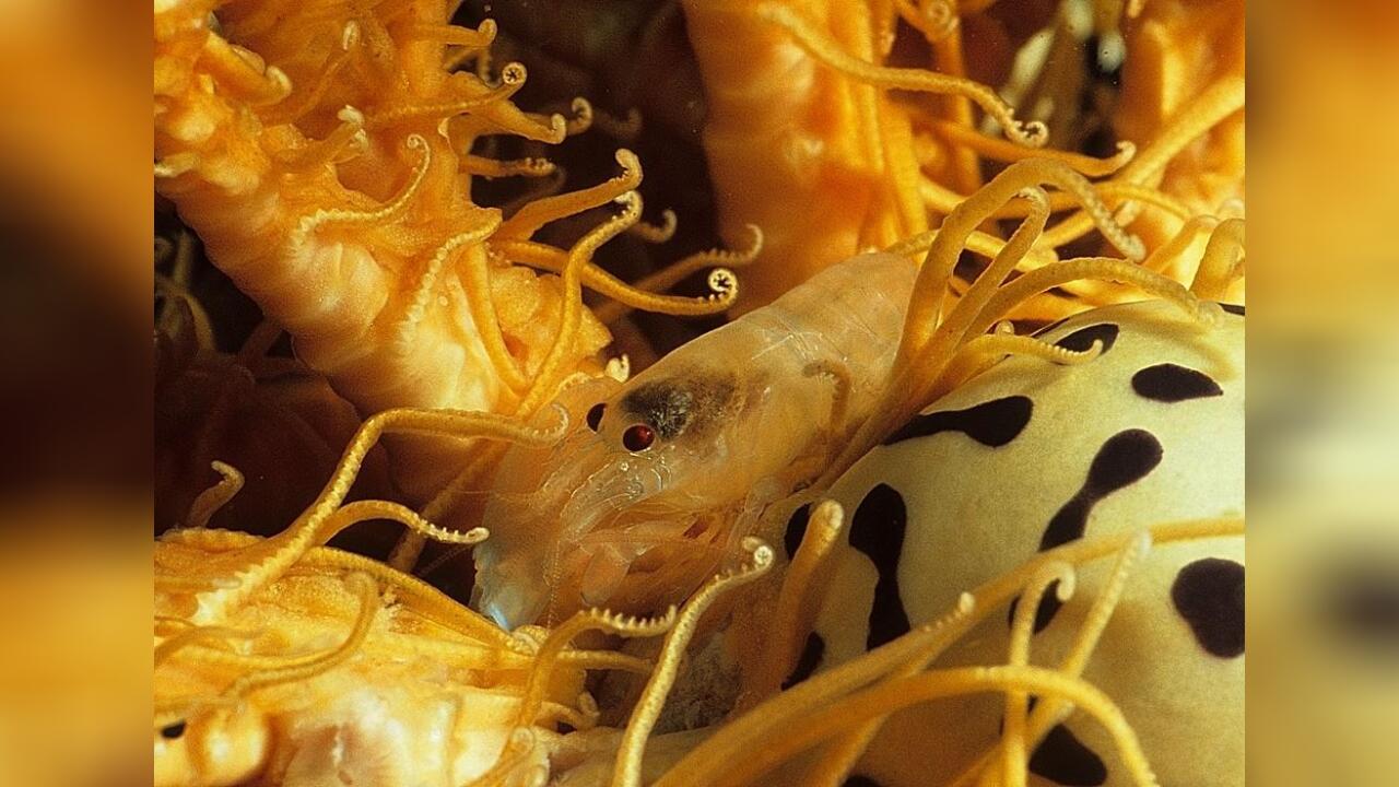 Synalpheus carinatus Carinate Snapping Shrimp