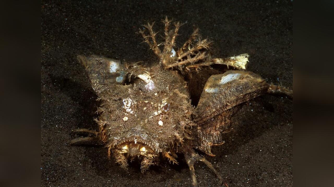 Inimicus caledonicus Chinese ghoul