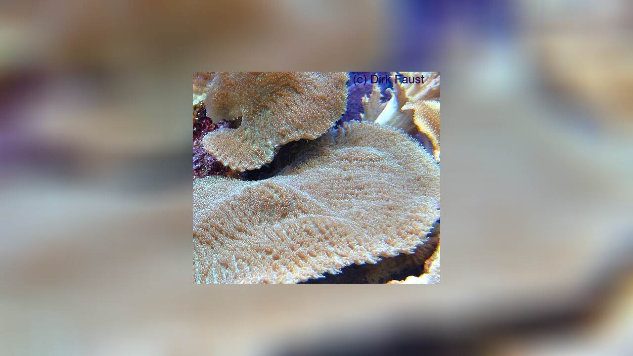 Hydnophora pilosa Spine Coral