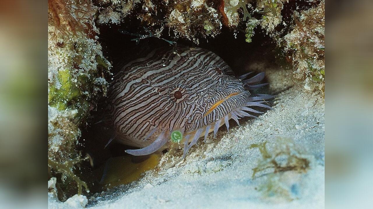 Sanopus splendidus Coral toadfish