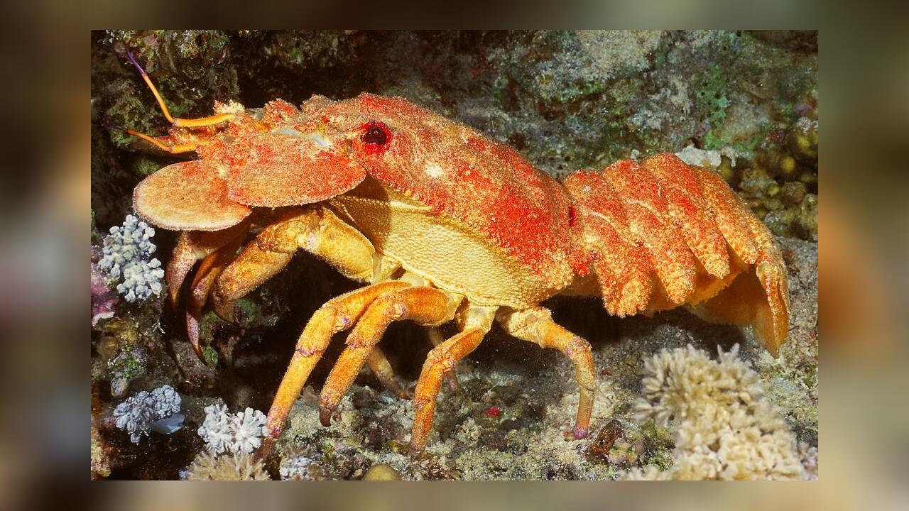 Scyllarides tridacnophaga clamkiller slipper lobster