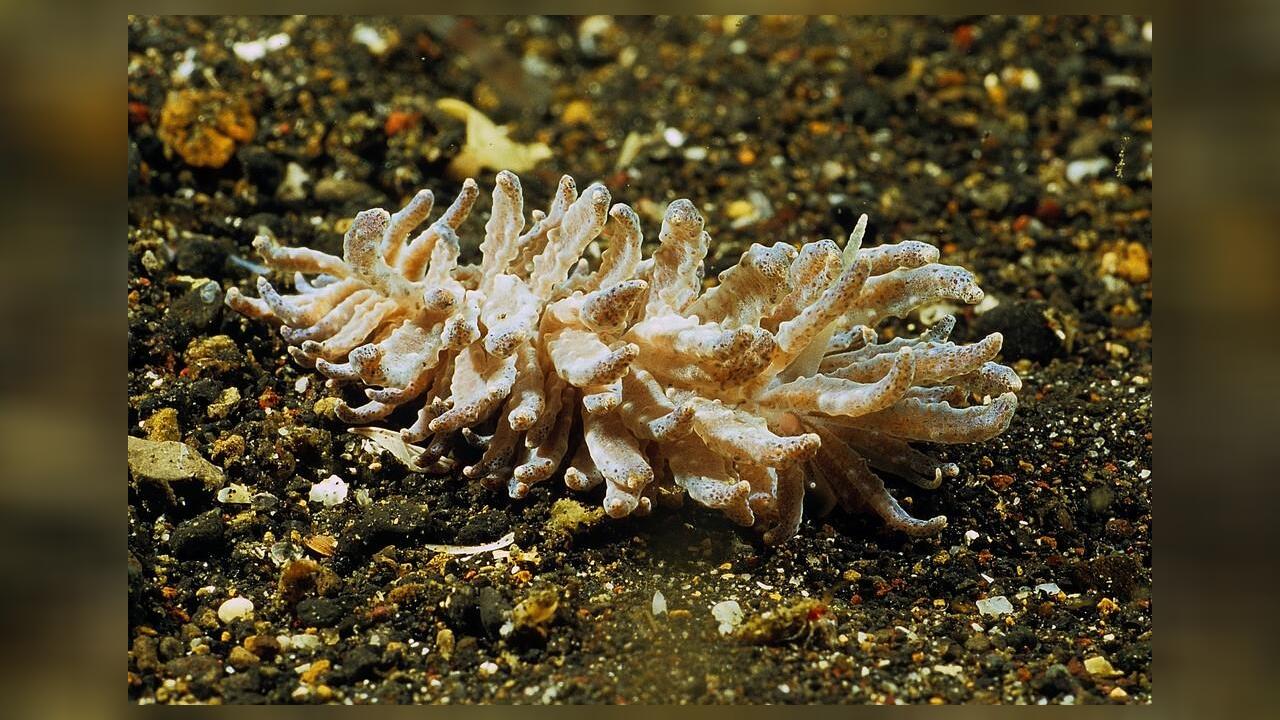 Phyllodesmium crypticum Zirren-Fadenschnecke