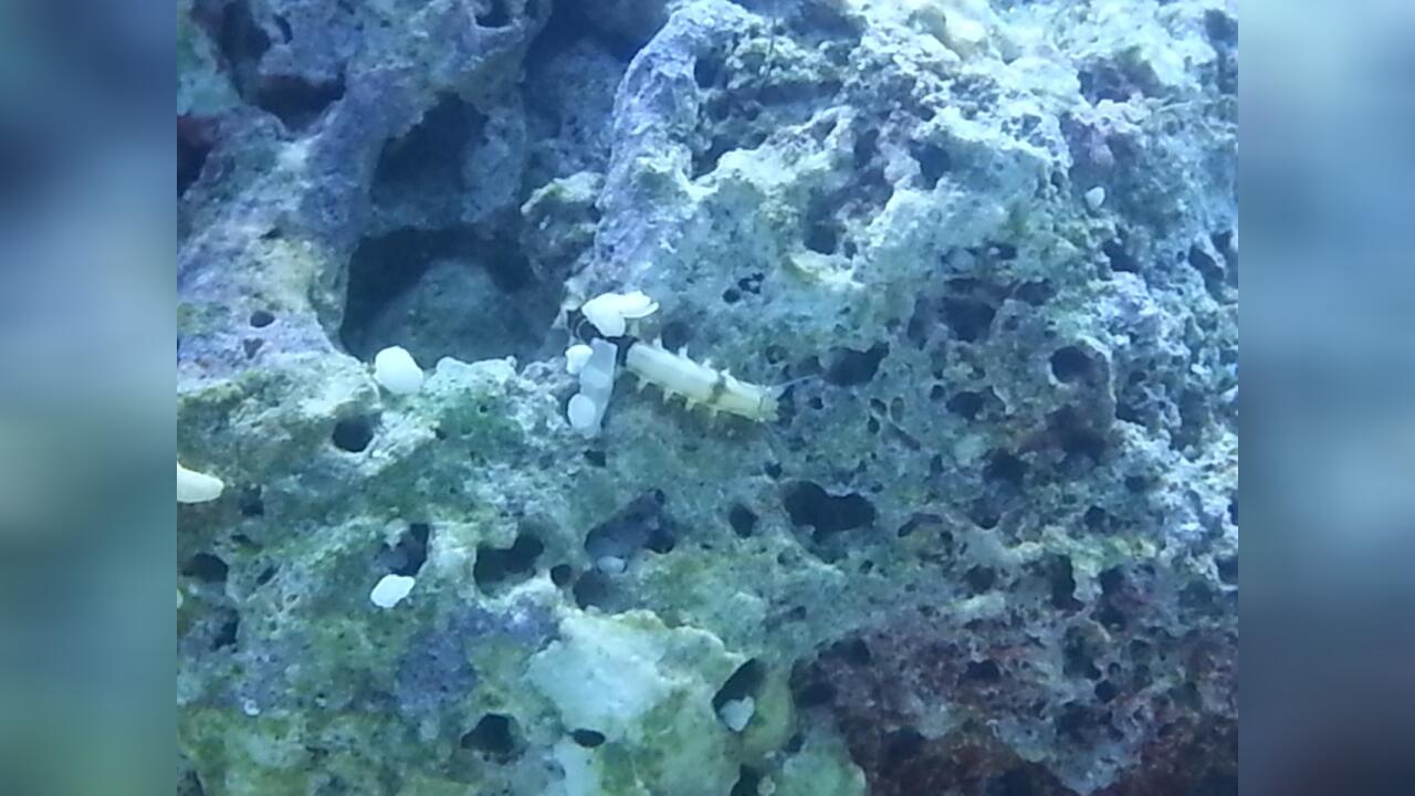 Nereis sp.01 Clamworm, Ragworm