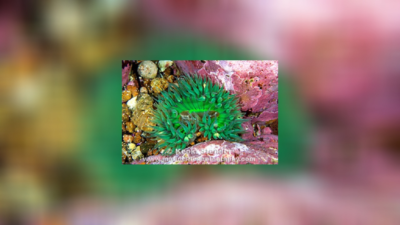 Anthopleura sola Sun anemone, sunburst anemone, starburst anemone,