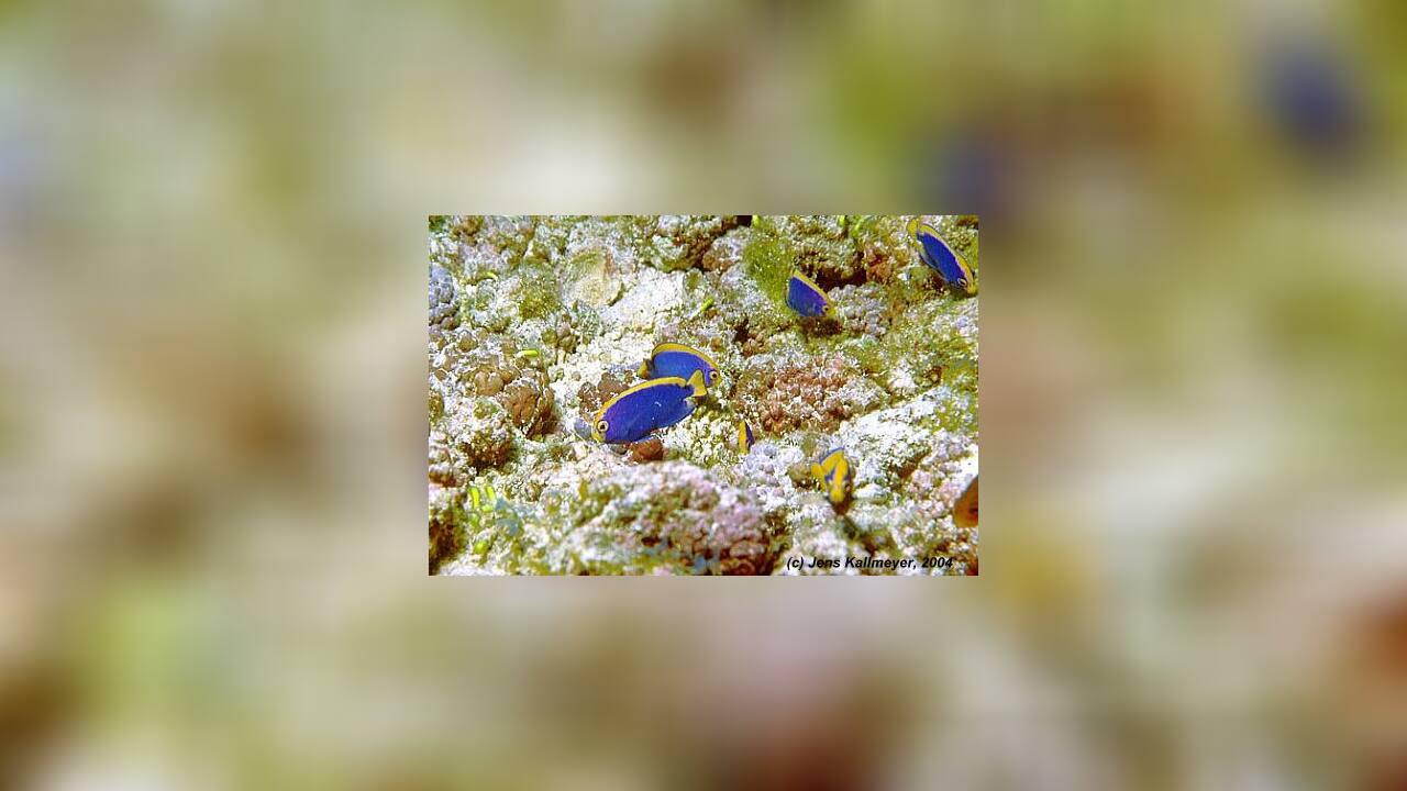 Centropyge resplendens Resplendent angelfish