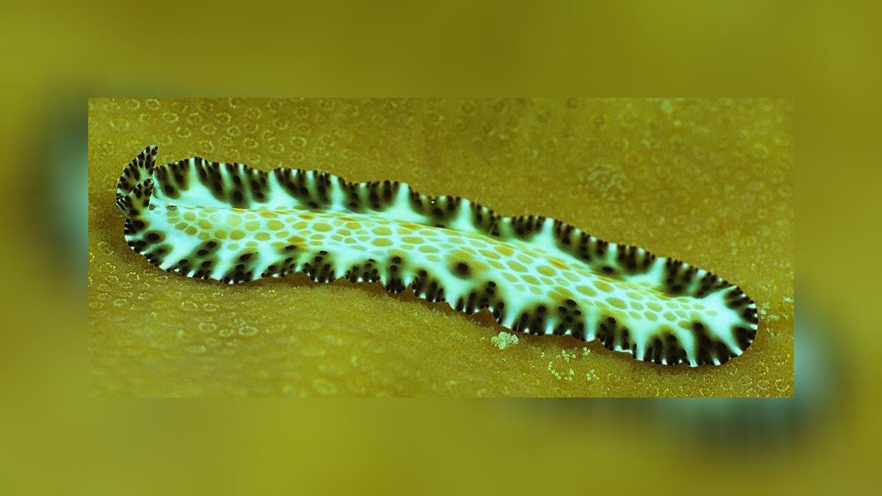 Maritigrella fuscopunctata Darkspotted flatworm,Punctuated flatworm