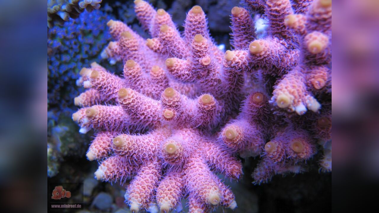 Acropora millepora Acropora millepora or Plate Acropora