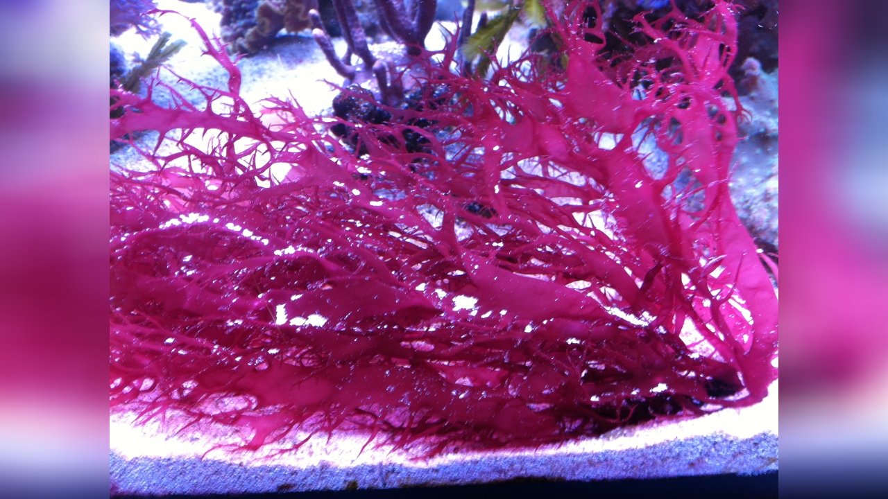 Halymenia durvillei Branched halymenia