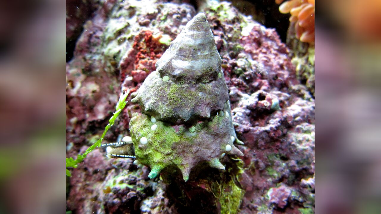 Astralium rhodostomum Rotmund-Sternschnecke