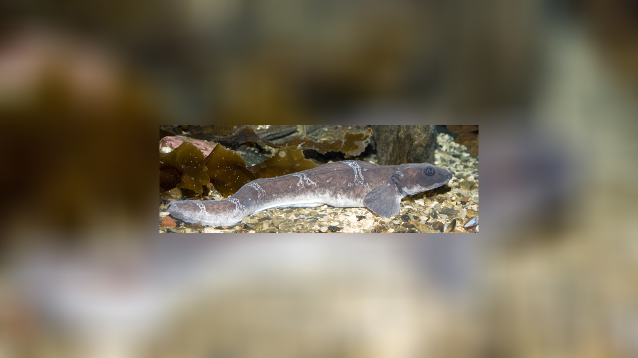 Lycodes esmarkii Esmarks Wolfsfisch