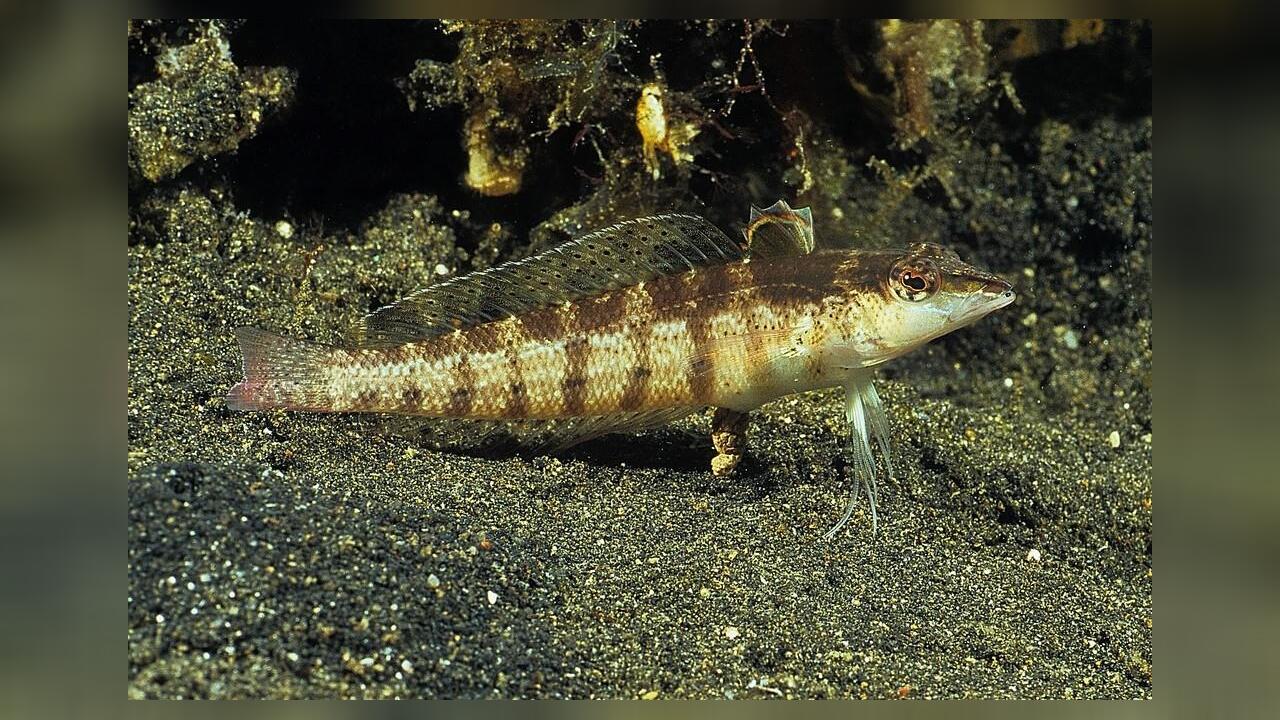 Parapercis snyderi Snyders Sandbarsch