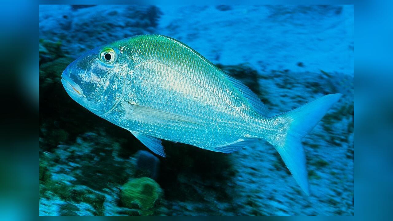 Calamus bajonado Jolthead porgy
