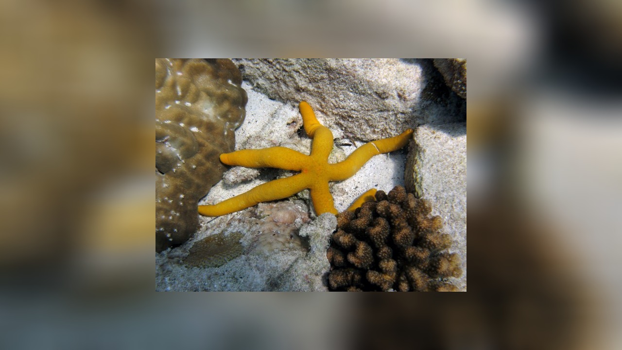 Linckia guildingi Sea star