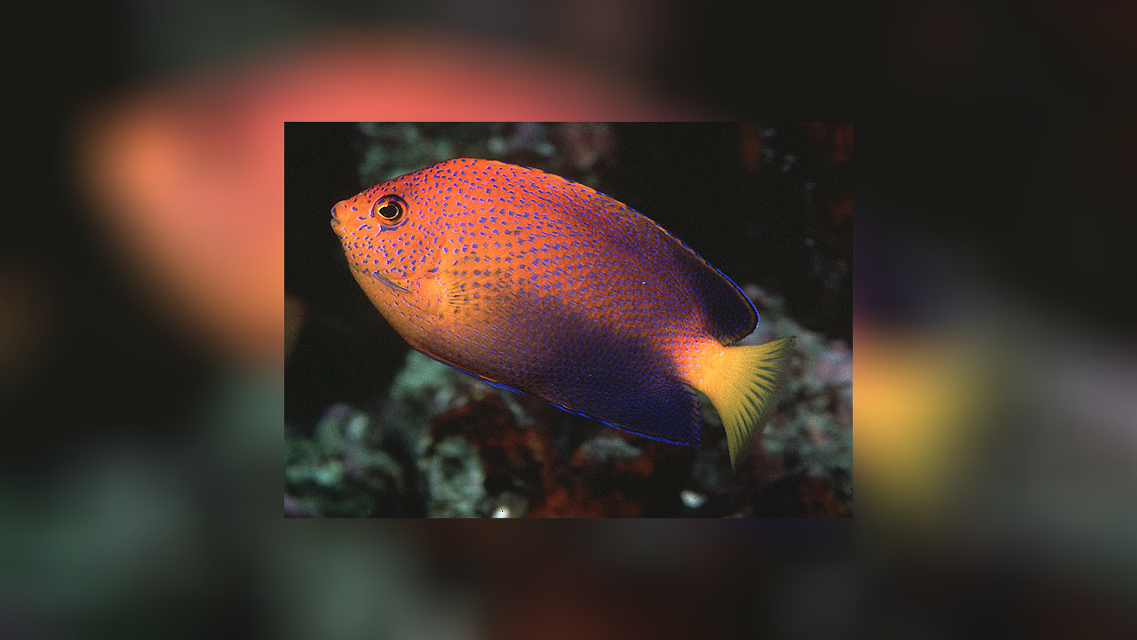 Centropyge interrupta Japanischer Zwergkaiserfisch