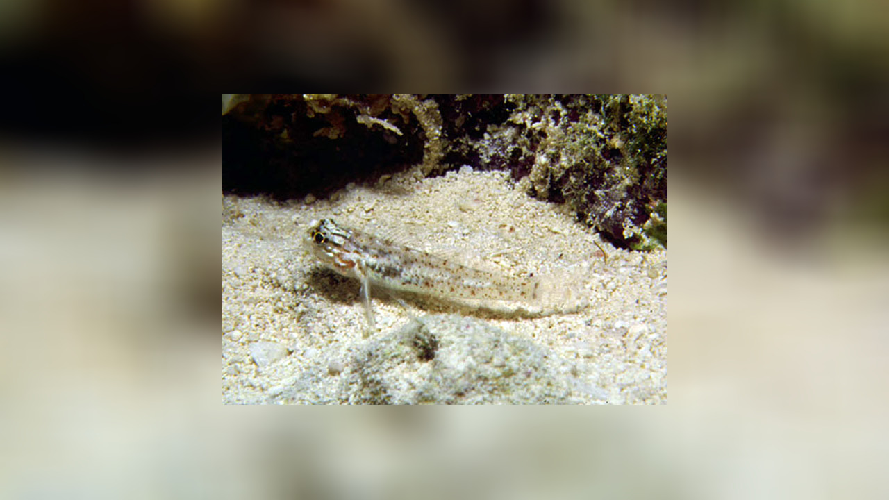 Coryphopterus dicrus Grundel