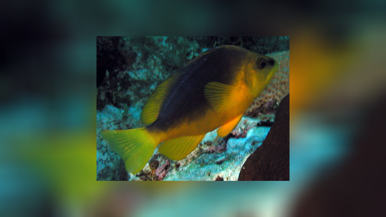 Hypoplectrus aberrans Gelbbauch-Hamletbarsch