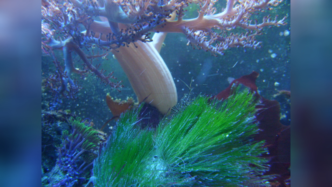 Chlorodesmis fastigiata Haaralge