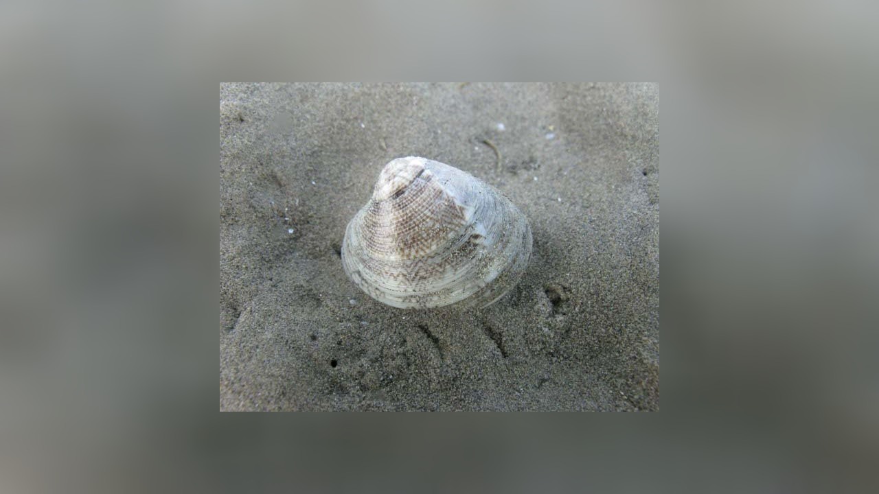 Chamelea gallina Striped venus clam