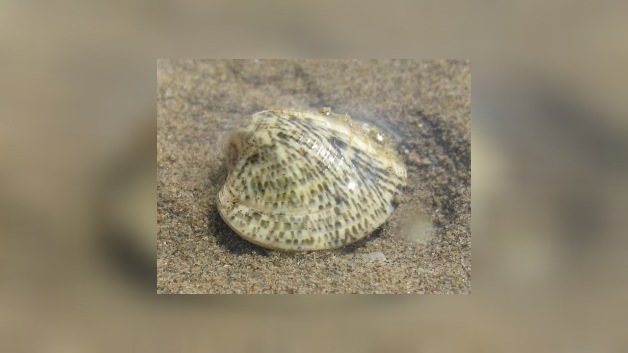 Chamelea gallina Striped venus clam