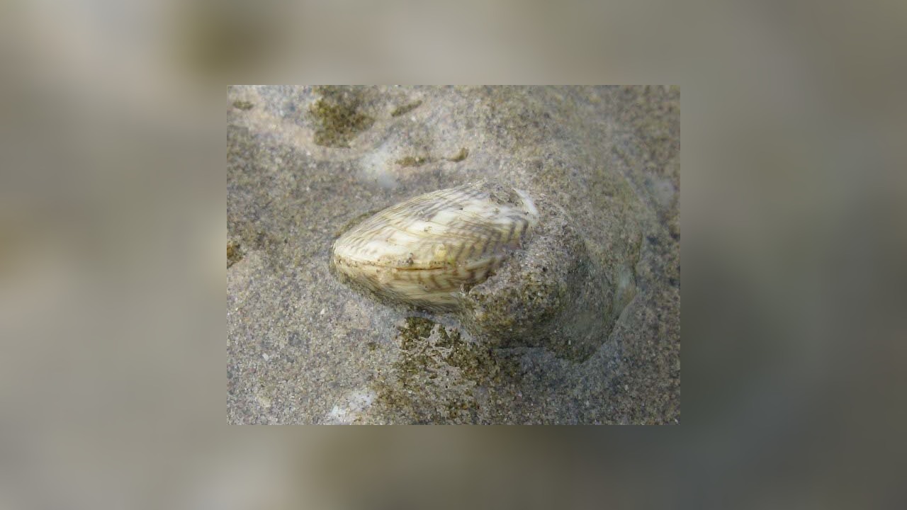 Chamelea gallina Striped venus clam