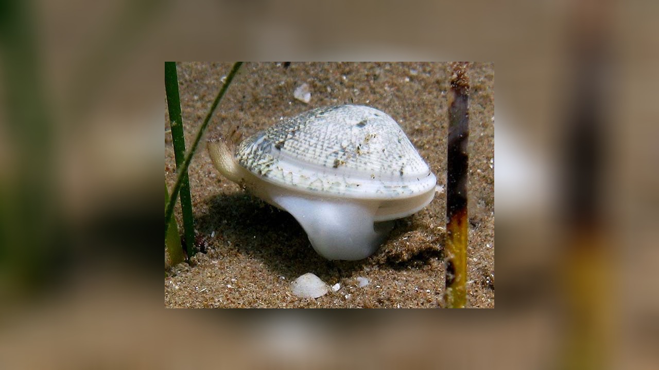 Chamelea gallina Striped venus clam