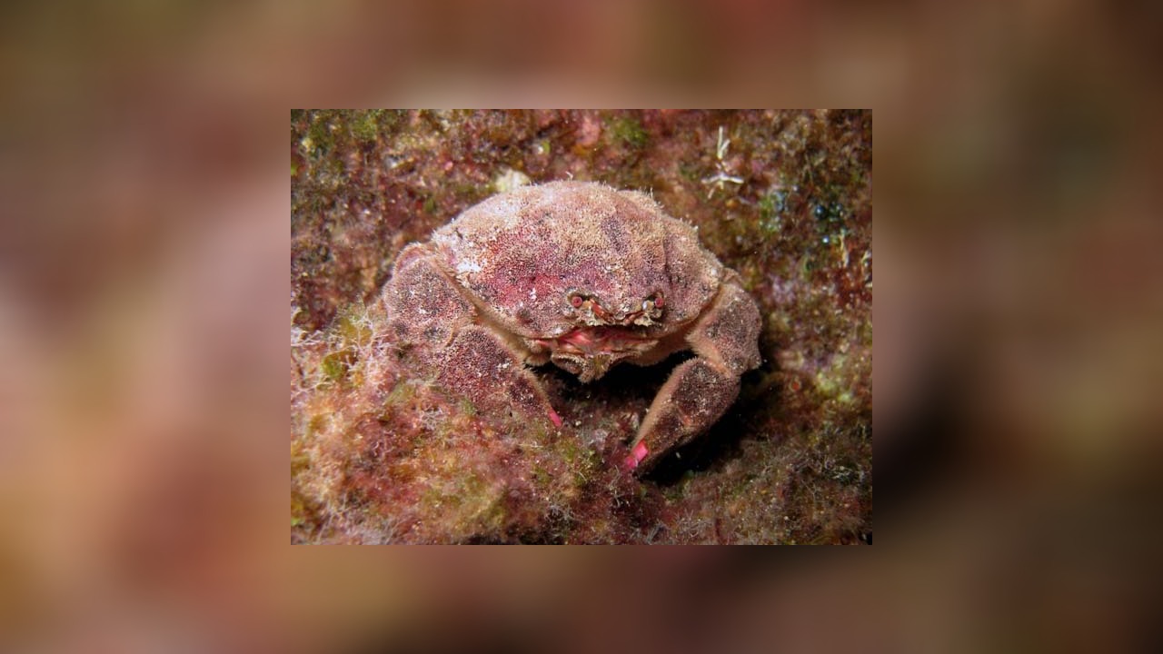 Dromia personata Sponge Crab