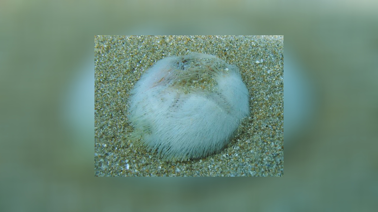 Echinocardium cordatum Cardiac sea potato
