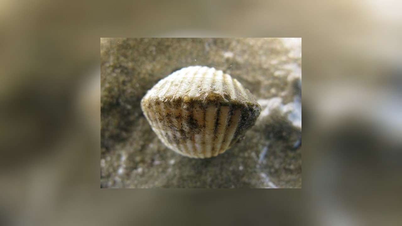 Cerastoderma glaucum Olive green cockle, Lagoon cockle