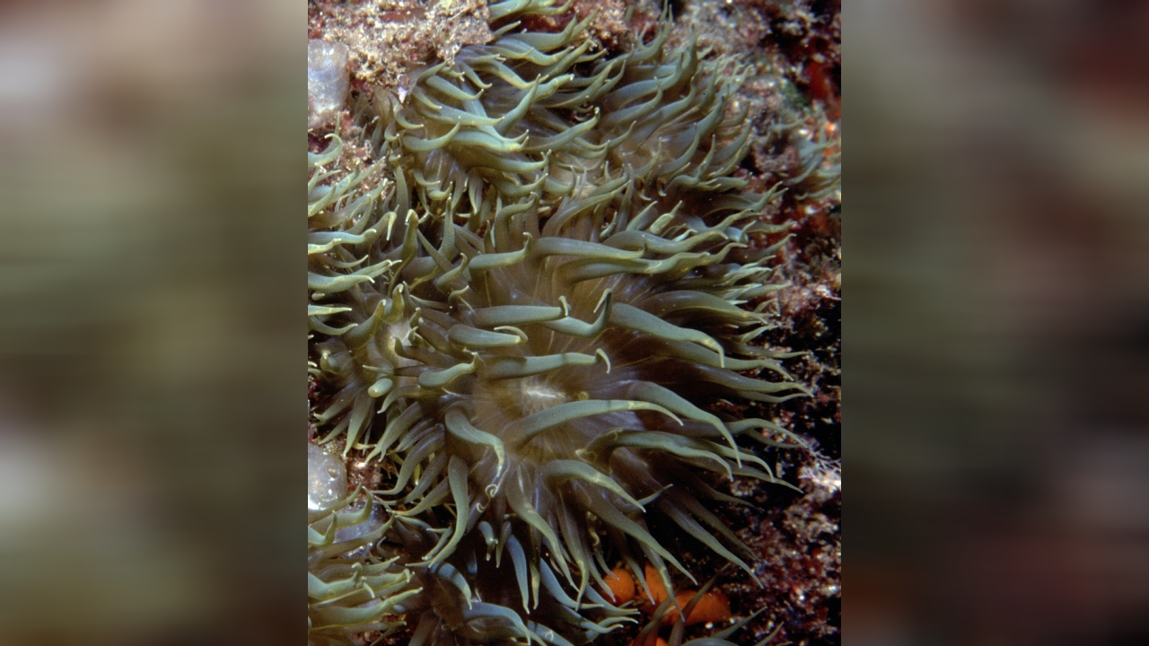 Aiptasia mutabilis Trumpet anemone